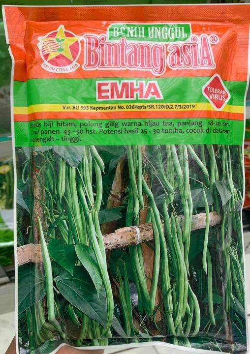 Benih Buncis EMHA 500gr Bintang Asia | Lazada Indonesia