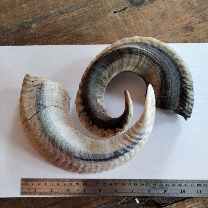 TANDUK DOMBA bahan kerajinan BAHAN KERAJINAN TANGAN tanduk domba ukir ...