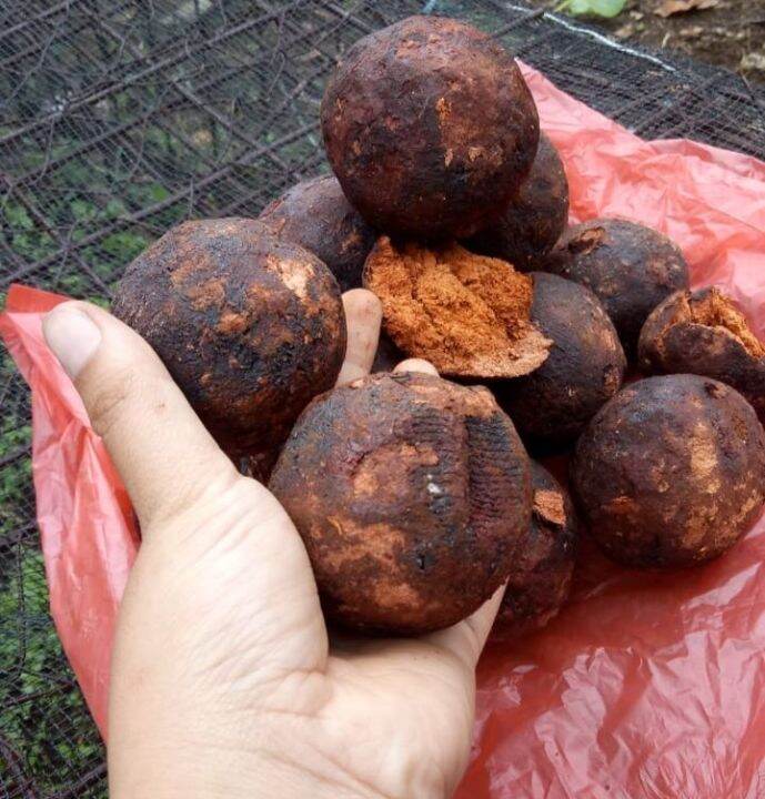 GETAH GAMBIR MAHA BUNGA DARI MEDAN SEDANG | Lazada Indonesia