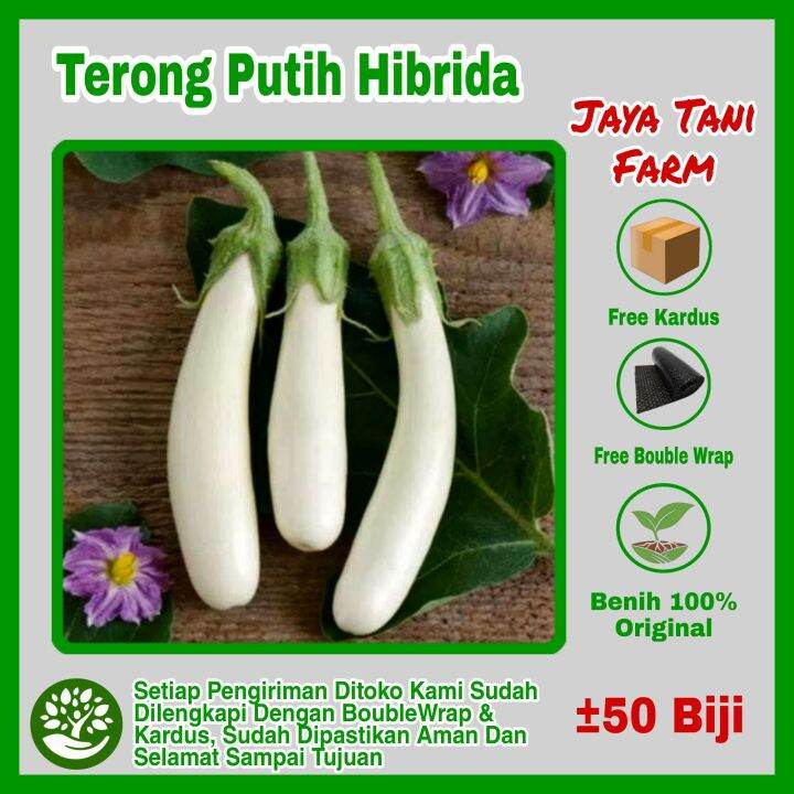 50 Biji Benih Terong Terung Super Putih F1 / Benih Sayuran / Bibit ...