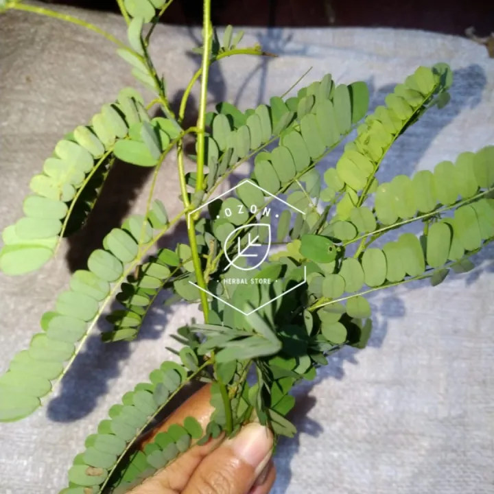 Daun Tanaman Saga/Sogo Fresh 250g | Lazada Indonesia