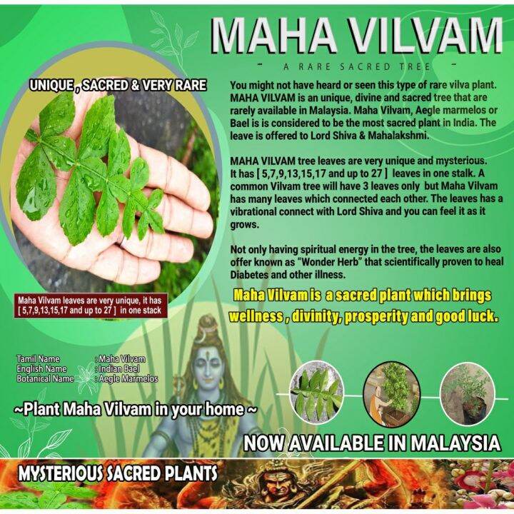 Live Plant Maha Vilvam Feng Shui VASTU SHASTRA Energetic Plant COMES ...