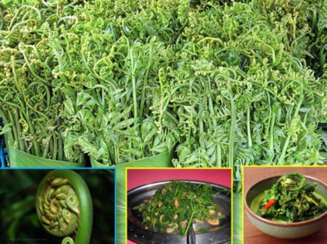 Pokok pucuk paku (1 set 10 pokok) | Lazada