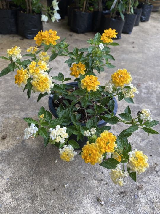 ต้นผกากอง#กระถาง 5-6 นิ้ว | Lazada.co.th