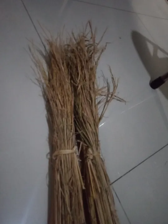 MERANG JERAMI//MERANG POHON PADI | Lazada Indonesia