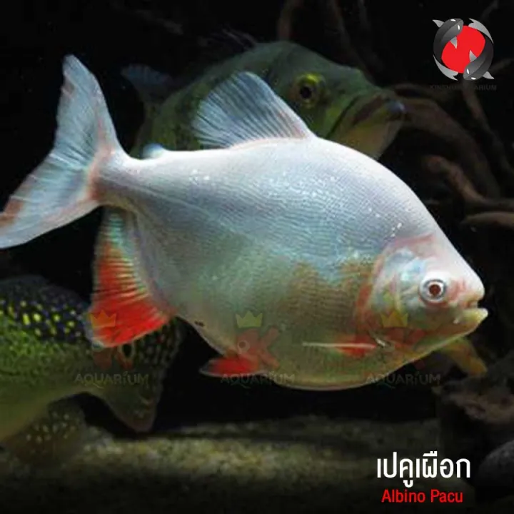 ปลาเปคูเผือก (Albino Pacu) ปลาสวยงาม สีสวย คัดเกรดA แข็งแรง ไซส์ 7cm ...