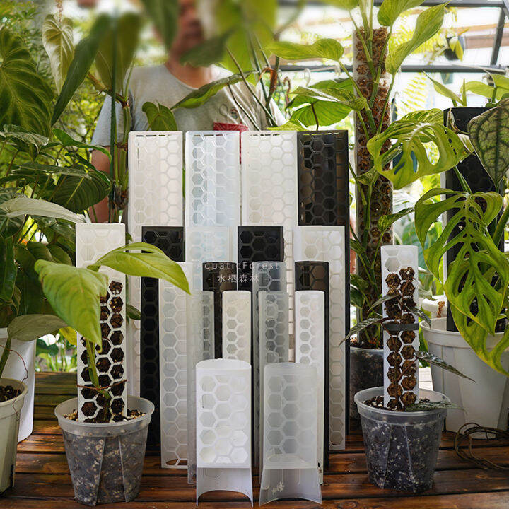 Water Moss Column Wall/Pillar Brother Epiphyte Plant Climbing Vine ...