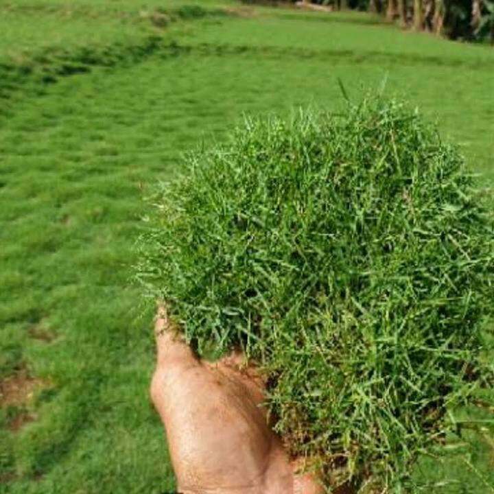 rumput Jepang rumput makam paket 1 kuburan | Lazada Indonesia