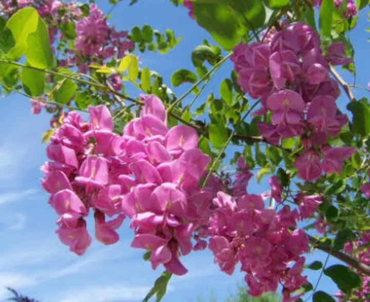 เมล็ดพันธุ์ โรส โลคัส Rose Locust/Robinia Hispada Seed บรรจุ 15 เมล็ด ...