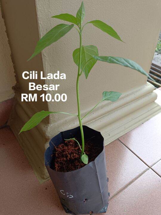 Pokok Cili Lada Besar | Lazada