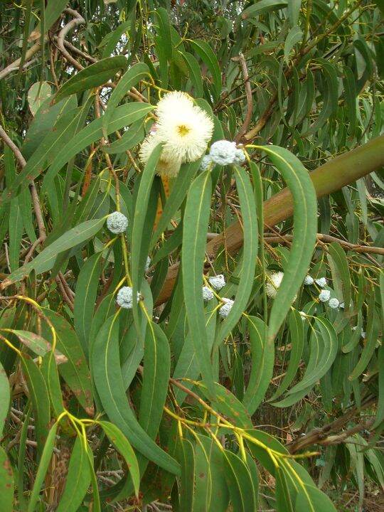 Eucalyptus Globulus Blue Gum Tree Seedlings | Lazada PH