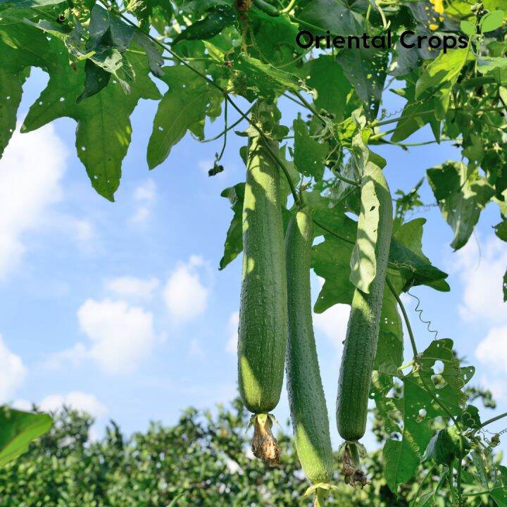 100 seeds patola for planting binhi pantanim vegetable plant | Lazada PH