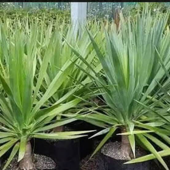 Tanaman hias pandan bali/pohon pandan bali | Lazada Indonesia
