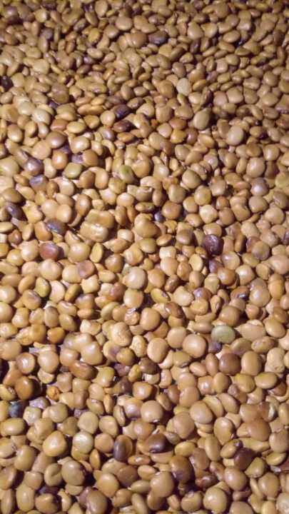 bibit/biji bengkoang super(1kg). | Lazada Indonesia