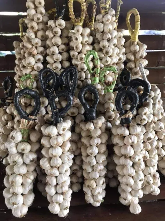 Native Garlic (LARGE SIZE) | Lazada PH