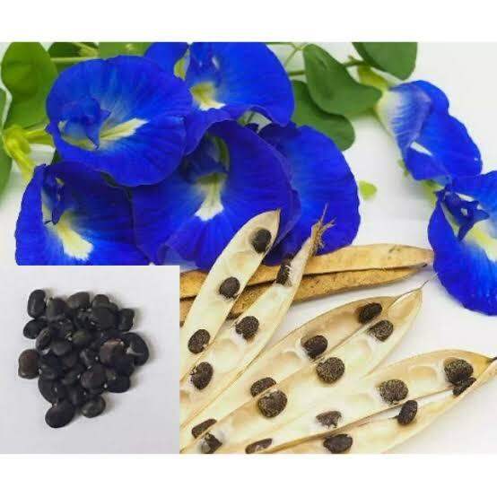 Blue Ternate Seeds / Blue Butterfly pea ( 10 Seeds ) | Lazada PH