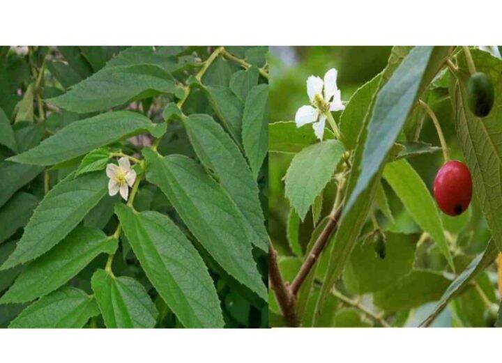 pokok ceri hutan, ceri kampung atau ceri liar | Lazada