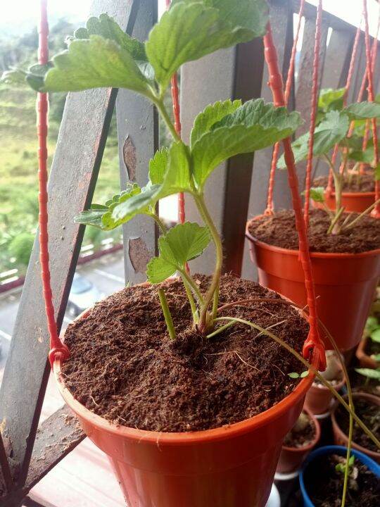 anak Pokok hidup pokok strawberry segar pokok strawberry cameron ...