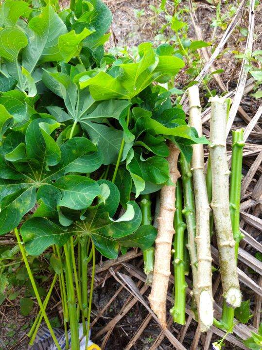 keratan batang ubi daun Kerinting-12 batang/pcs | Lazada