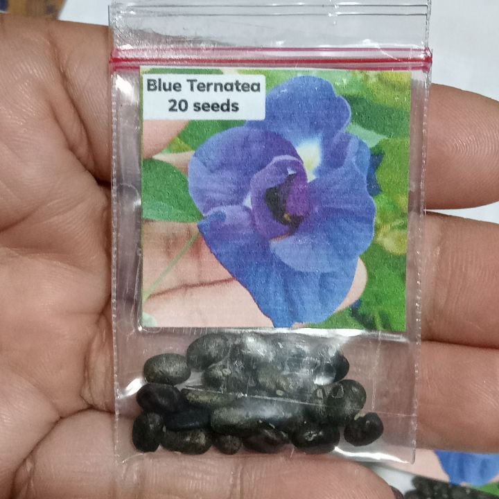 Blue Ternatea Seeds 20 pcs Clitoria ternatea Asian pigeonwings Edible ...
