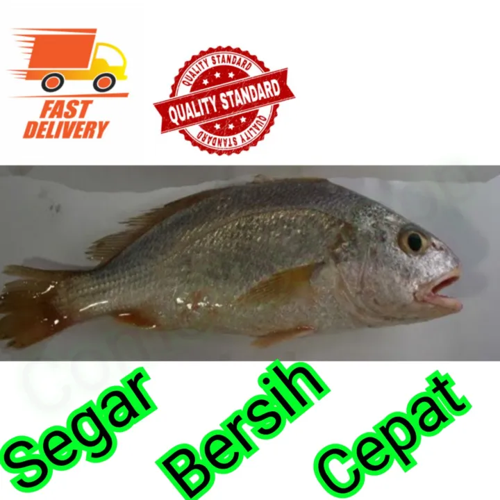 Ikan Gelama Masin Gelama Jeruk 1 EKOR(80 - 100G) , SEGAR, BERSIH, CEPAT ...