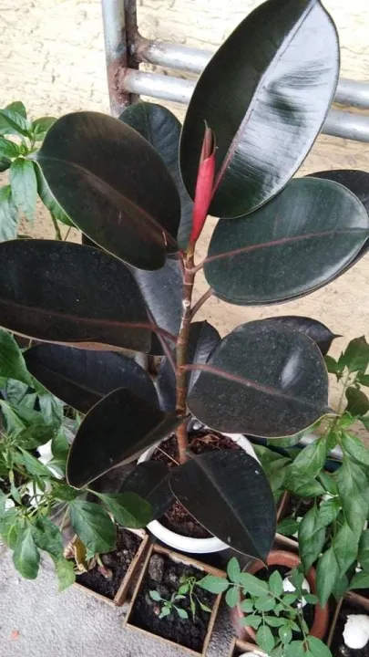 rubber tree black prince | Lazada PH