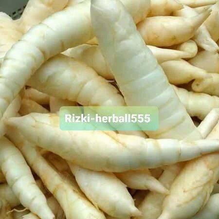Umbi Garut umbi sagu Segar Per 500gram | Lazada Indonesia