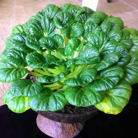 30 Benih SAWI PAGODA Ta Ke Cai Unggulan Biji Sayur | Lazada Indonesia