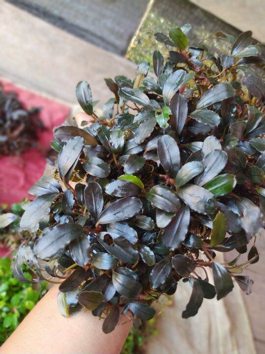 Buce super black bucephalandra (super murah) bucephalandra tanaman aquascape | Lazada Indonesia
