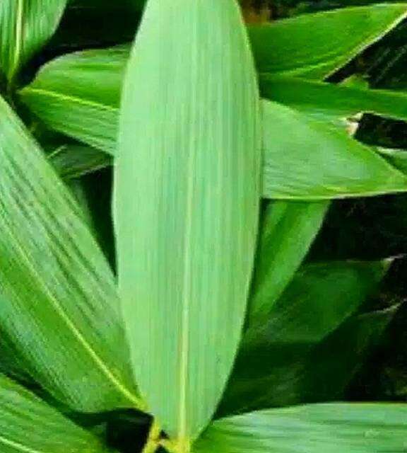 Daun bambu segara/daun awi 10 lembar | Lazada Indonesia