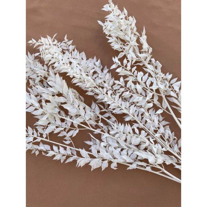 Dried White Ruscus Real Preserved Dried Flowers | Dried Memories PH ...