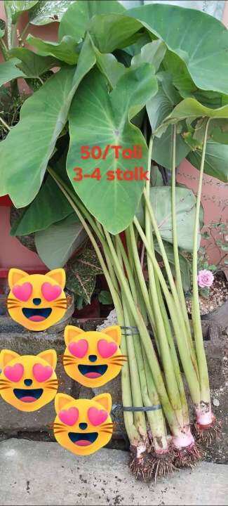 Taro Vegetable Gabi Stalk Taro Leaves stem bulb and root good for laing ...