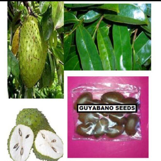 Guyabano, Soursop Seeds (10 seeds) | Lazada PH