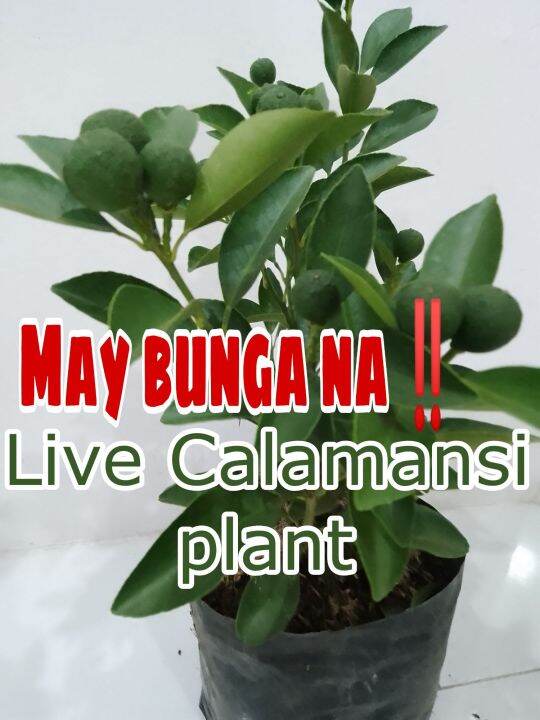CALAMANSI Live Plant(may Bunga na po) small size grafted Calamansi ...