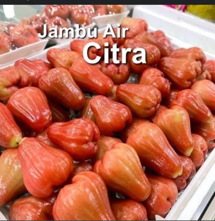 JAMBU AIR CITRA ISI 1kg | Lazada Indonesia