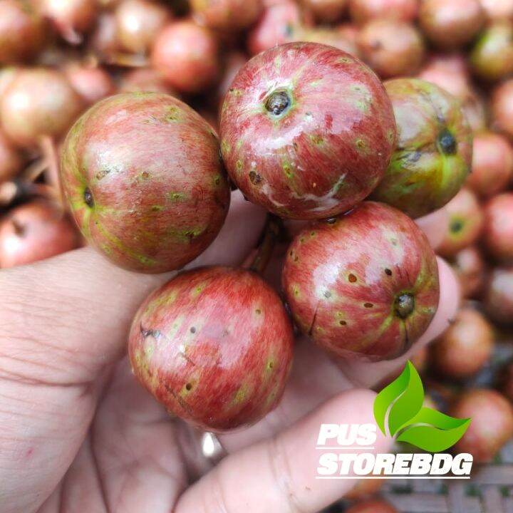 Buah Loa/Buah Ara 500 Grm | Lazada Indonesia