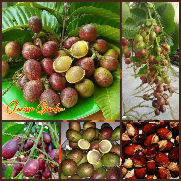 3 BUTIR BIJI/BENIH BUAH MATOA | LEUNGSIR | POMETIA PINNATA | Lazada ...