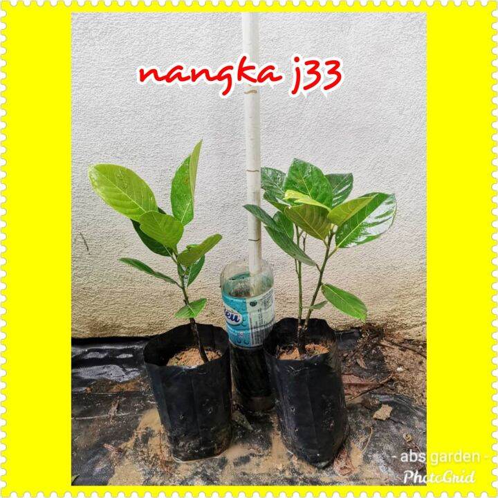 nangka j33 | Lazada