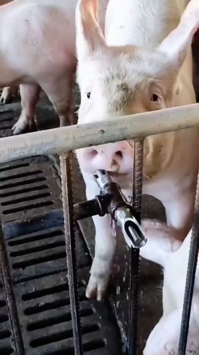 2 IN 1 Automatic Pig Drinker Set 1/2" NPT Stainless Steel Piglets ...