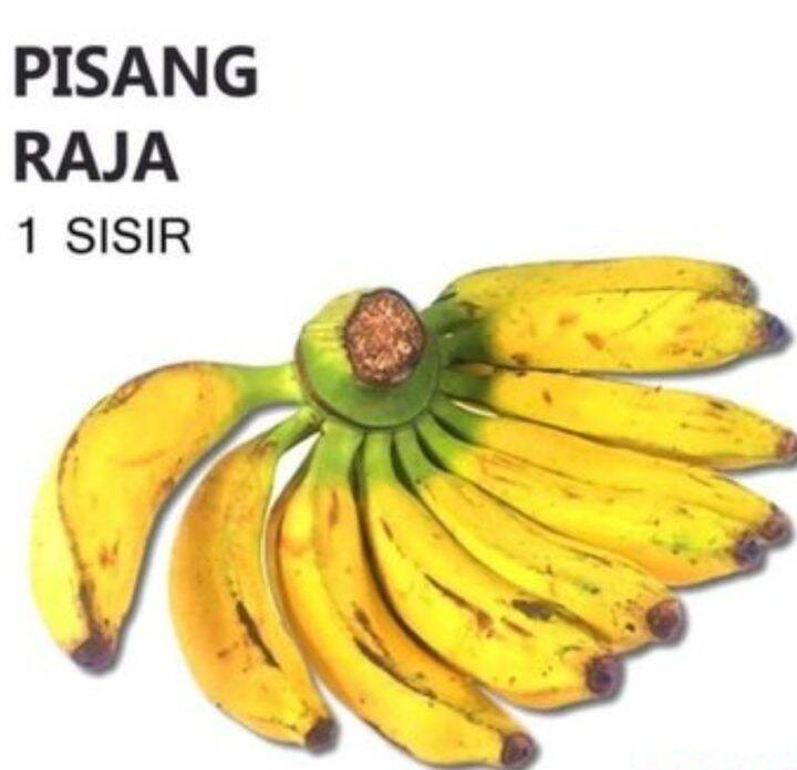 Buah pisang raja | Lazada Indonesia