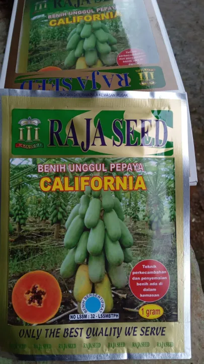 Benih Pepaya California Raja Seed 1 Gram Bibit Papaya Manis | Lazada ...