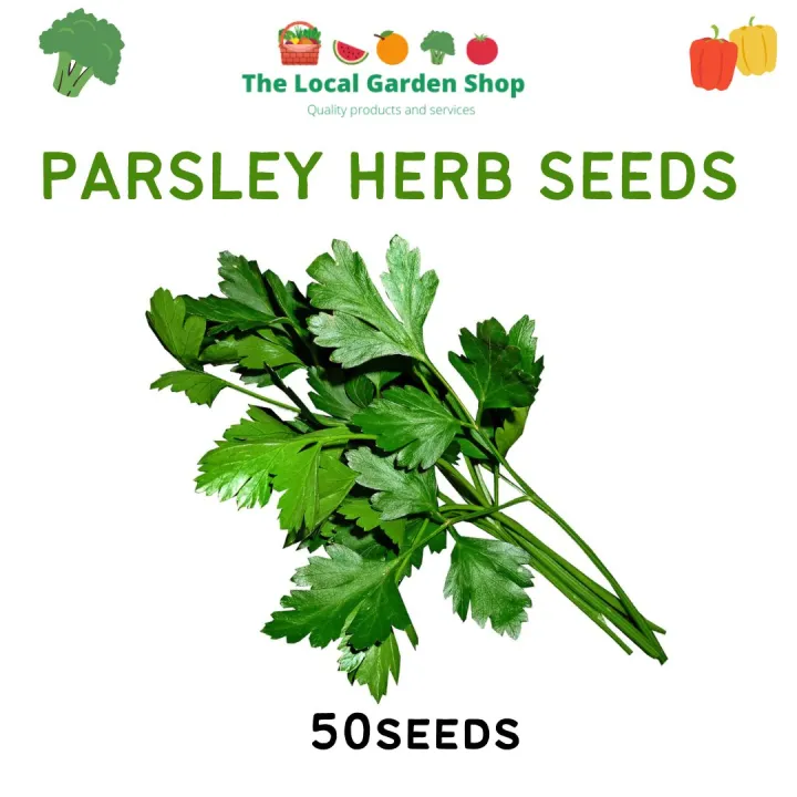 FLAT PARSLEY HERB SEEDS - 50pcs Seeds | Lazada PH