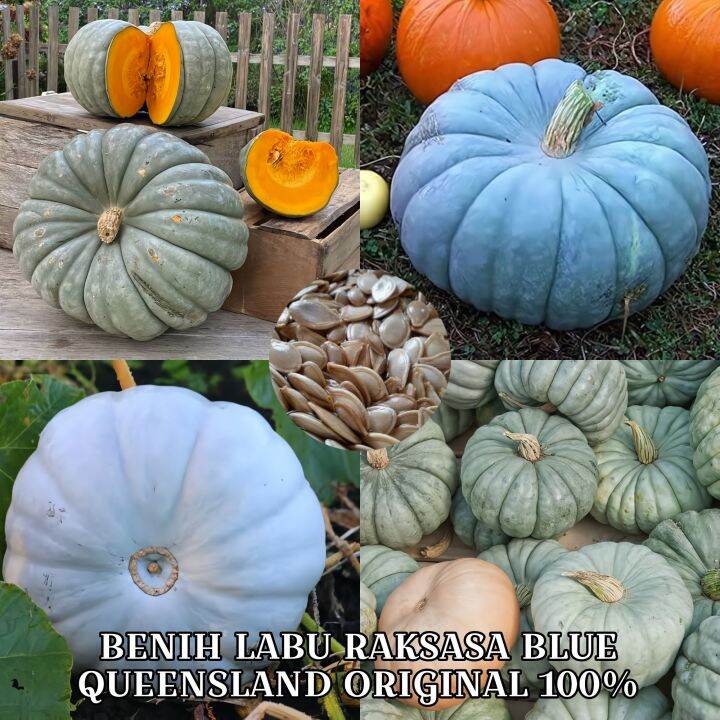Isi 50 Butir Benih Labu Biru Raksasa Queensland Kemasan Original ...
