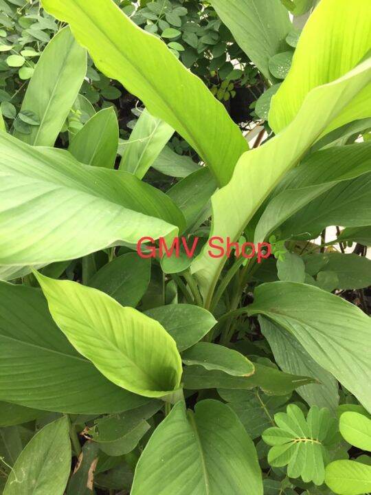 Turmeric live plant/Luyang Dilaw | Lazada PH