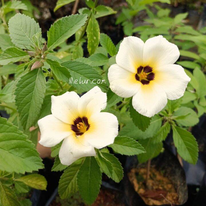 MM- Anak Pokok Lidah Kucing Bunga Putih / Turnera Subulata sapling ...