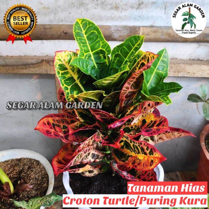Tanaman Hias Codiaeum Variegatum - Puring Kura-kura | Lazada Indonesia