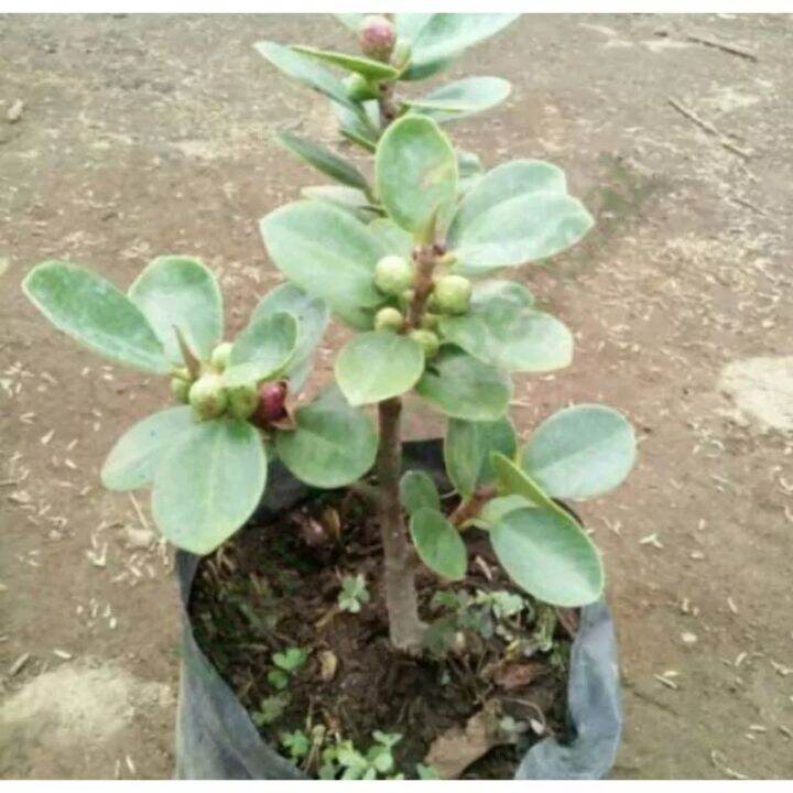 Tanaman hias dan bahan bonsai tanaman dolar | Lazada Indonesia