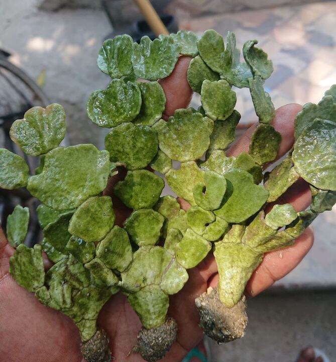 makro algae halimeda tuna | Lazada Indonesia