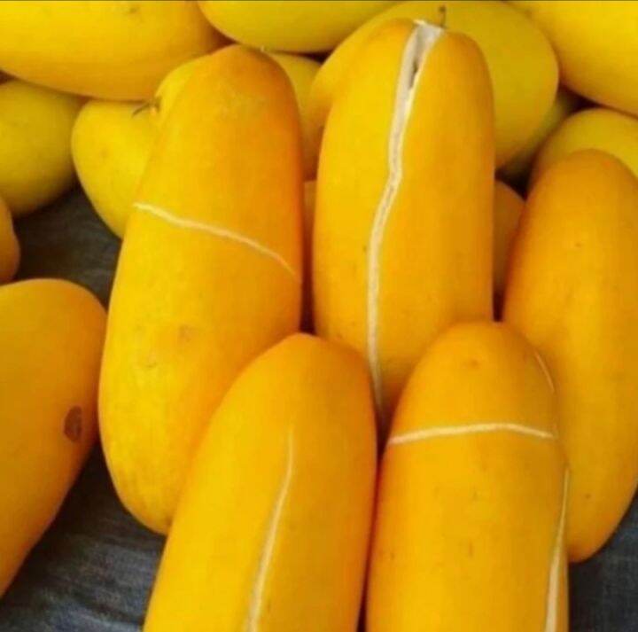 Buah Timun Suri segar 1 kg mentimun Super buat es campur buka puasa a ...