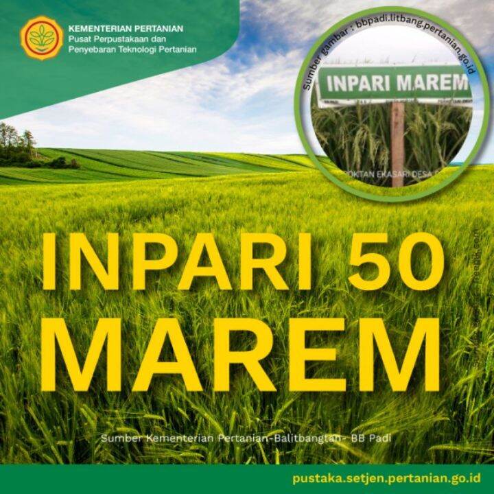 Benih padi Inpari 50 marem bersertifikat label ungu kemasan 5kg ...